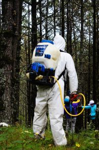 The Best Practices in Spraying Tall Trees With Pesticides